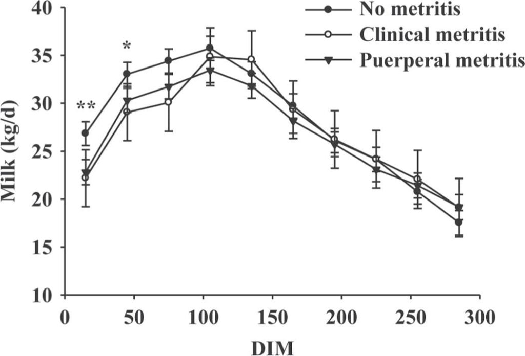 Metrite em vacas leiteiras: sintomas, tratamentos e como prevenir