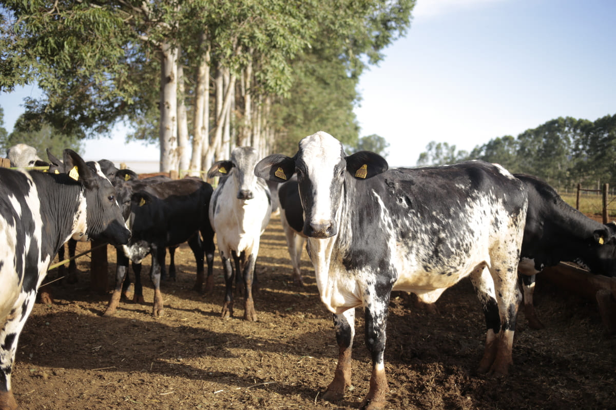 Teste de OPG: o que é, para que serve e como fazer
