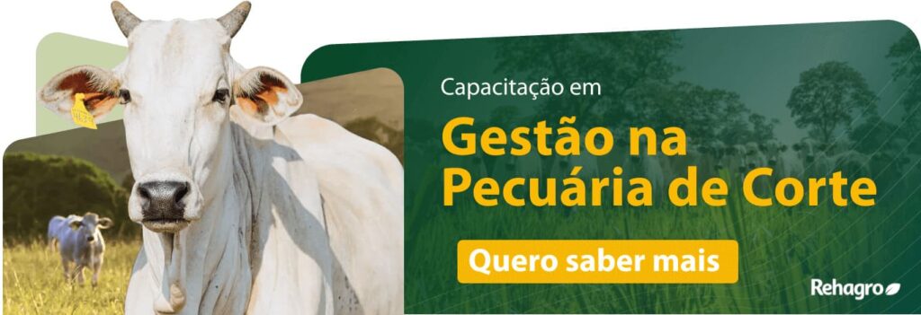 Snaplage: o que é a silagem de espiga de milho e seus benefícios