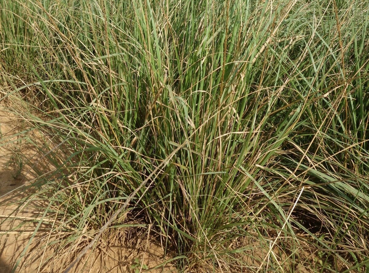 Capim-capeta nas pastagens: como identificar e eliminar essa invasora